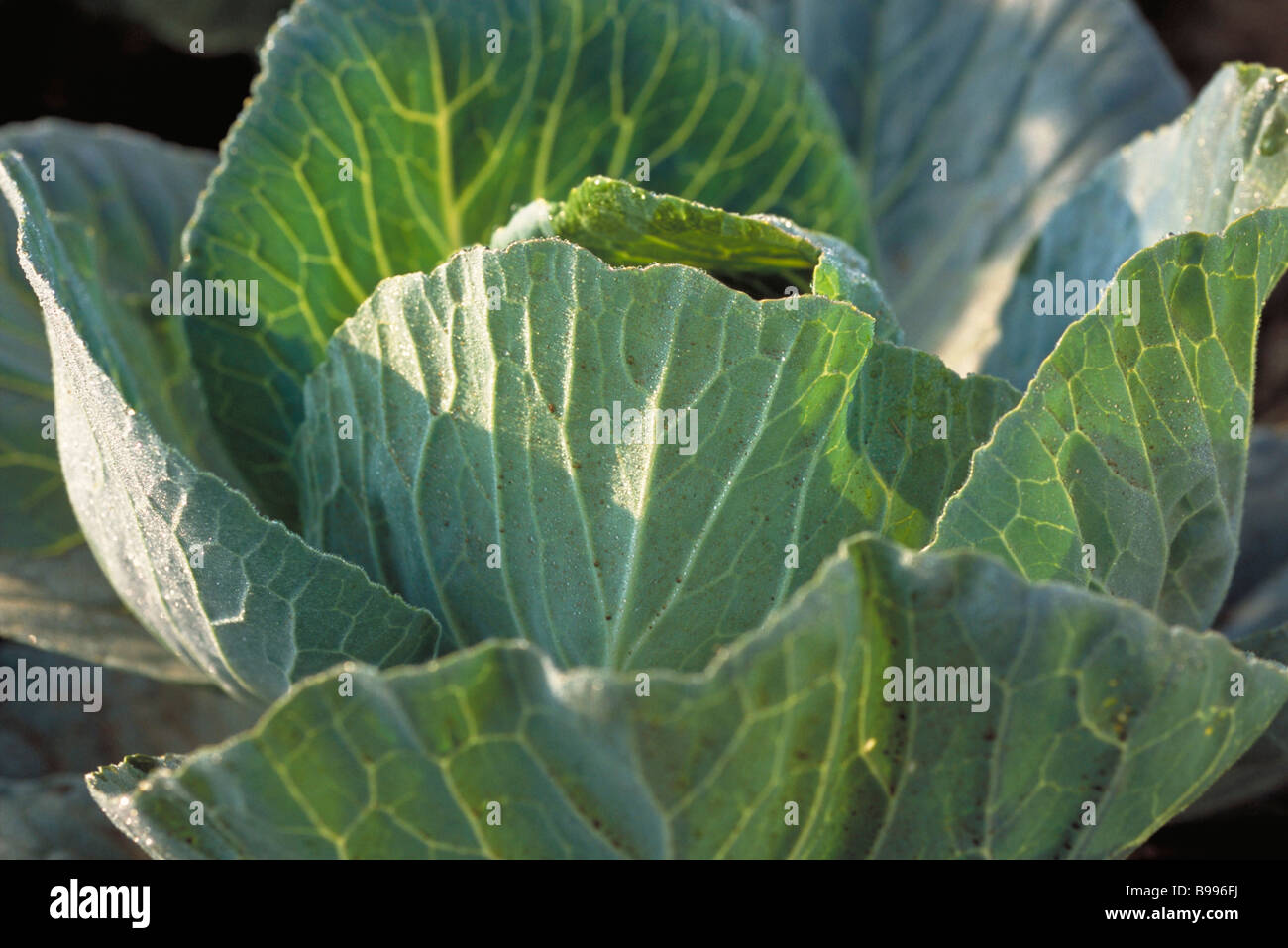 Head of cabbage, close-up Stock Photo - Alamy