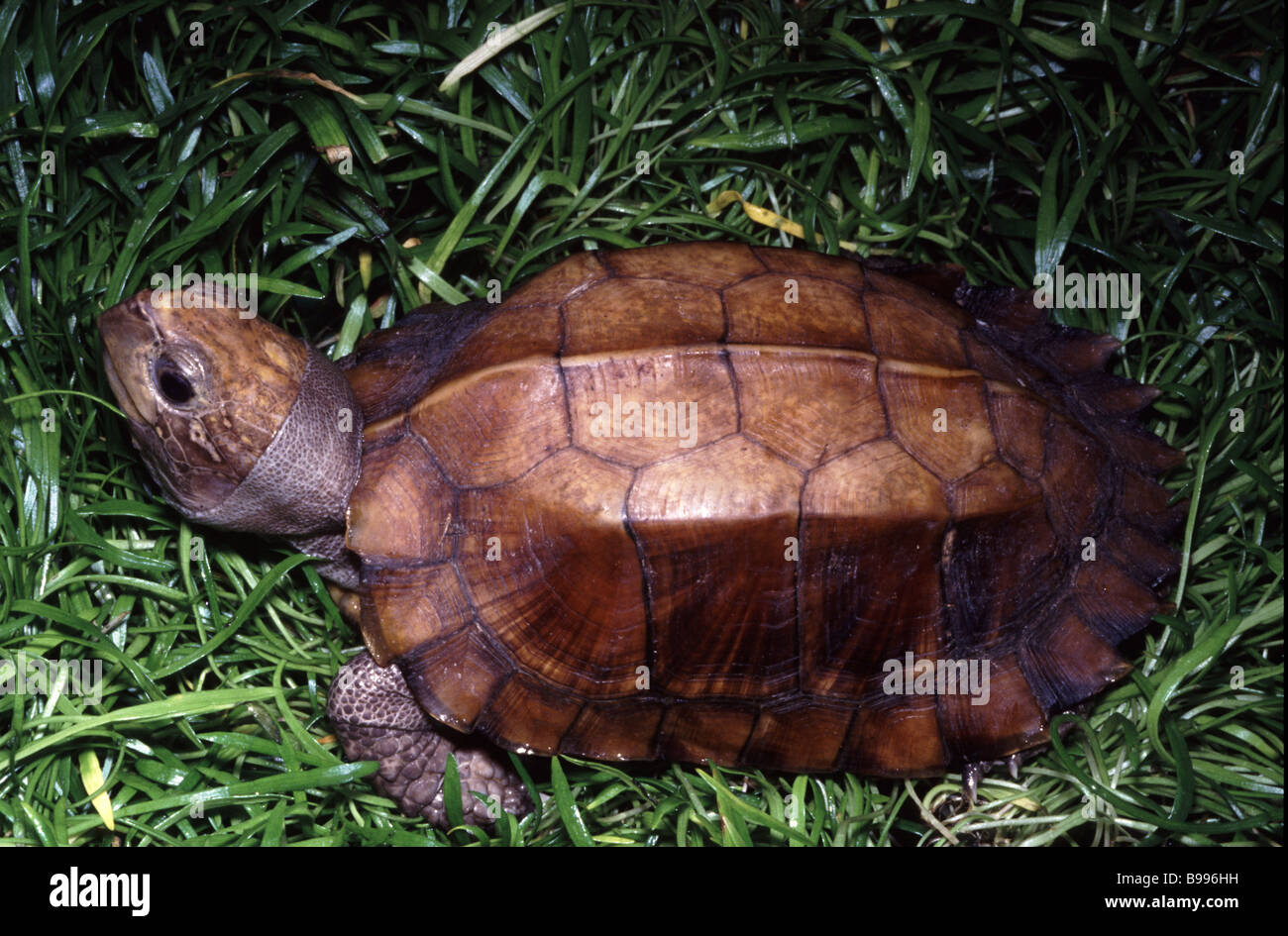 Mouhotii hi-res stock photography and images - Alamy