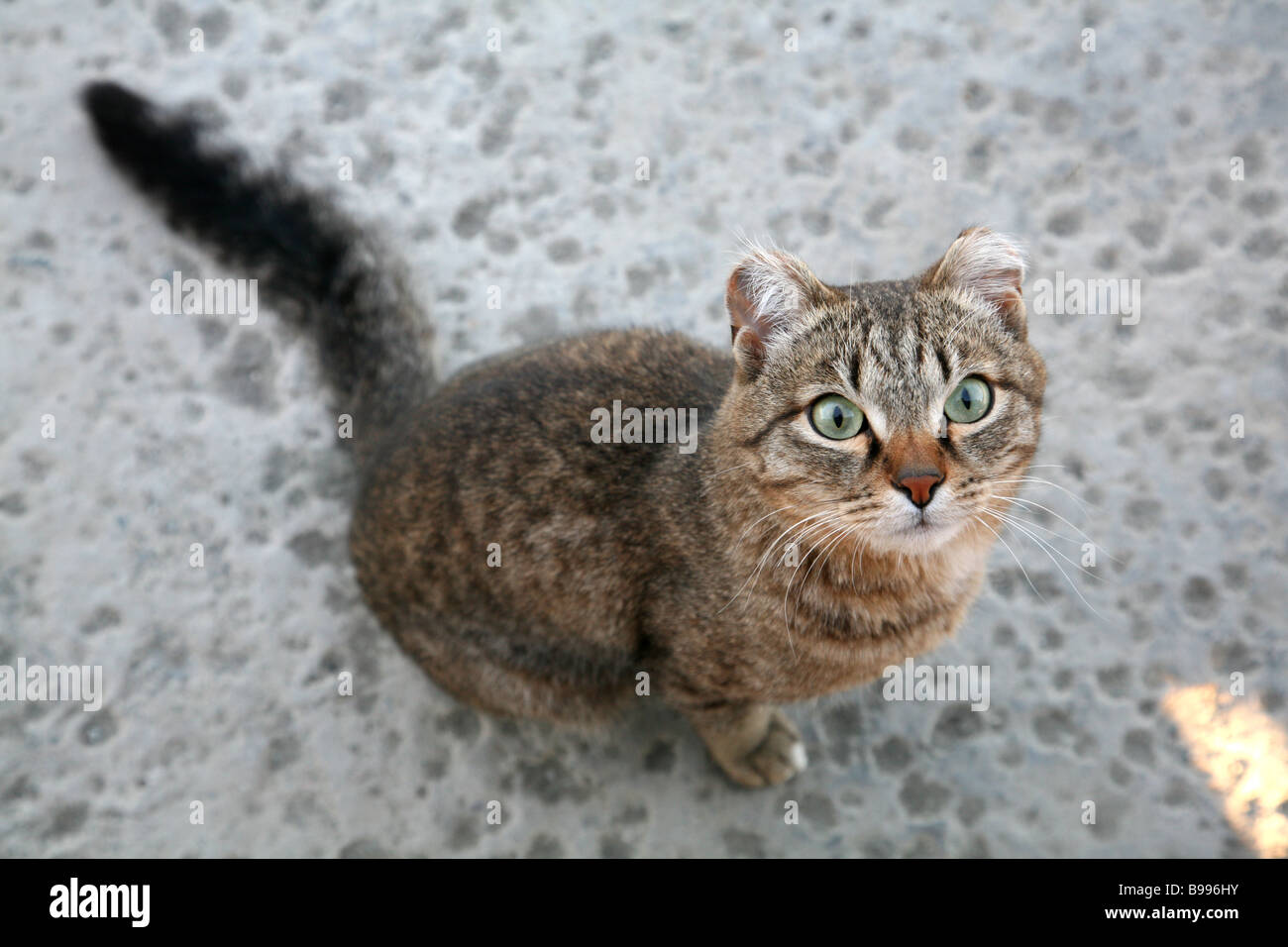 Cat, top view Stock Photo - Alamy
