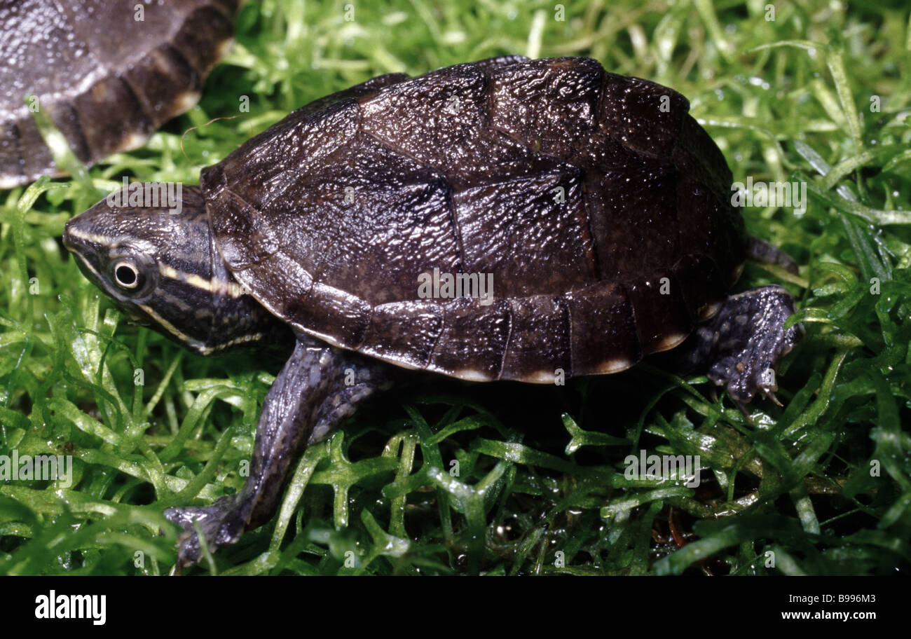 The common musk turtle, Sternotherus odoratus Stock Photo - Alamy
