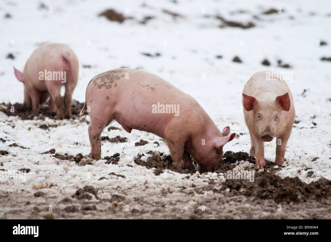 Foraging piglets hi-res stock photography and images - Alamy