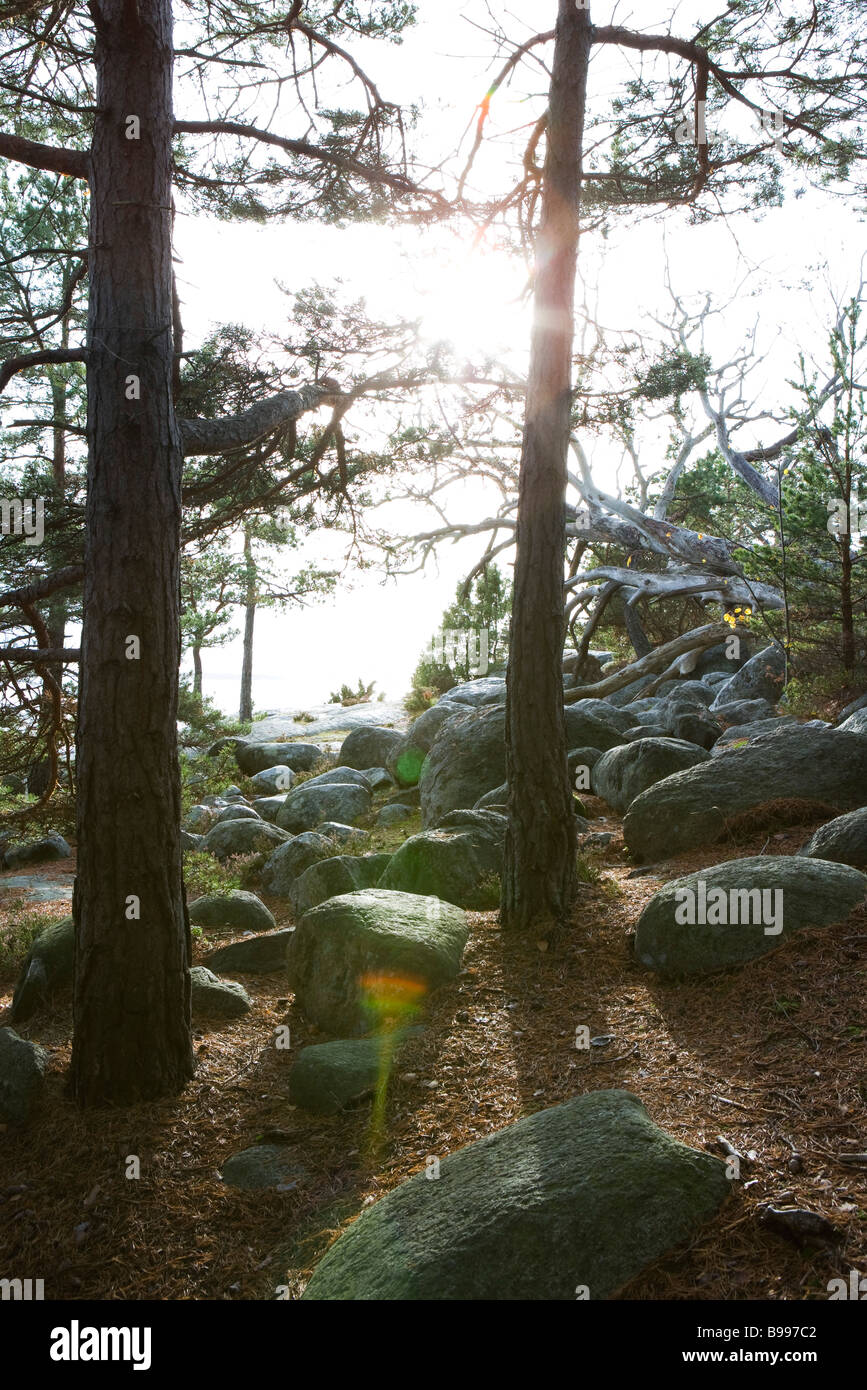 Rocky hillside with forest hi-res stock photography and images - Alamy