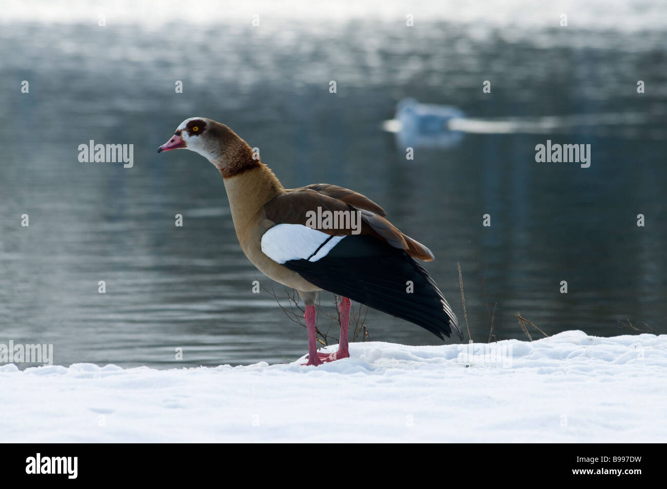 Snowy goose hi-res stock photography and images - Alamy
