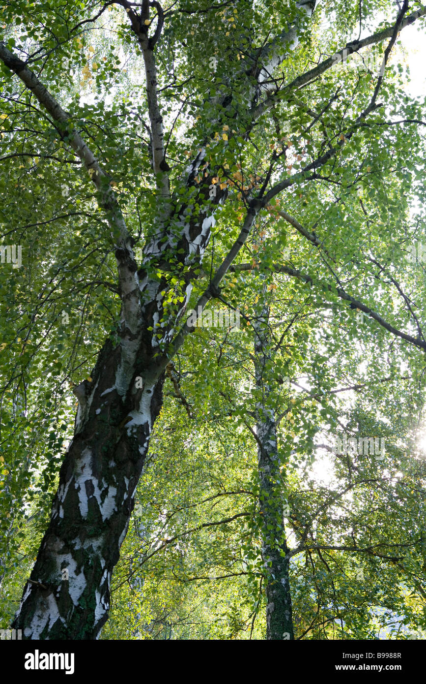 Forest canopy, low angle view Stock Photo - Alamy
