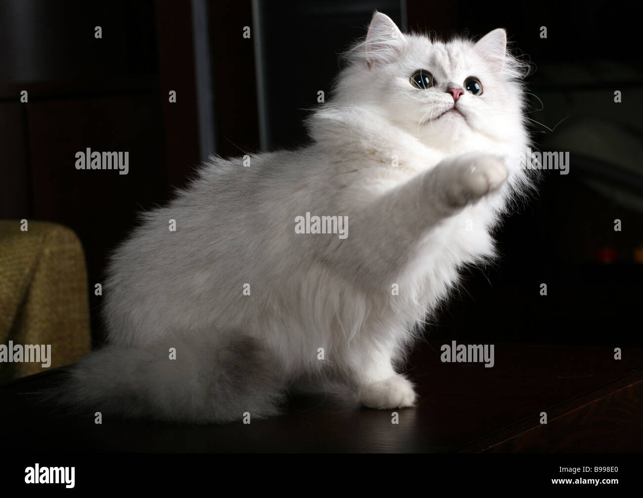 British silver Cat Stock Photo - Alamy