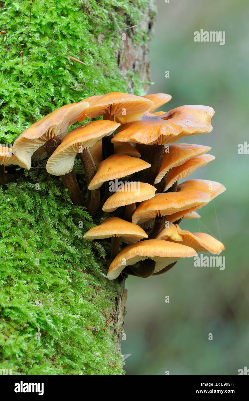 Velvet Shank fungi Flammulina velutipes On moss covered tree Stock ...