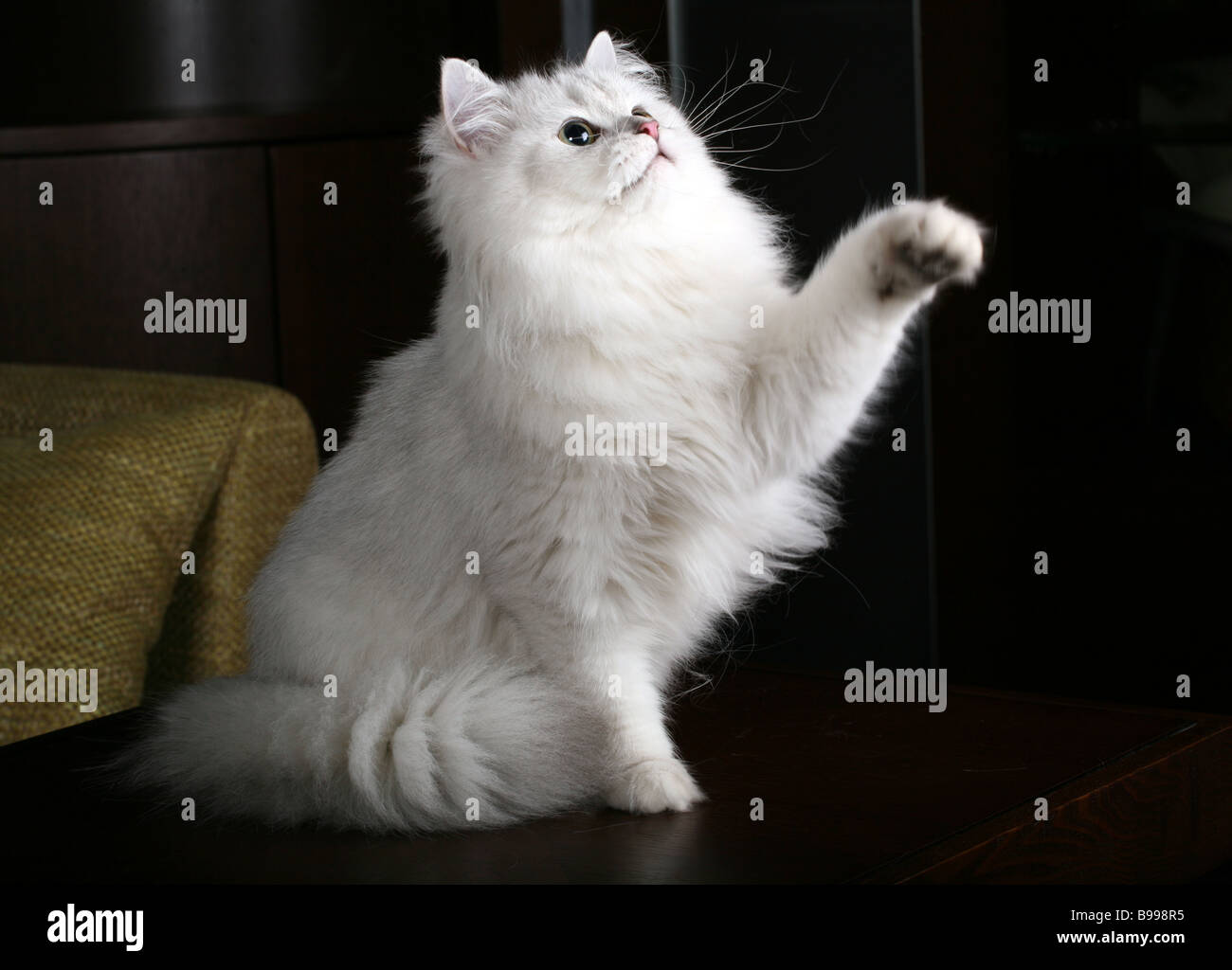 British silver Cat Stock Photo - Alamy