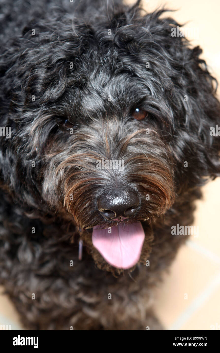 Labradoor hi-res stock photography and images - Alamy