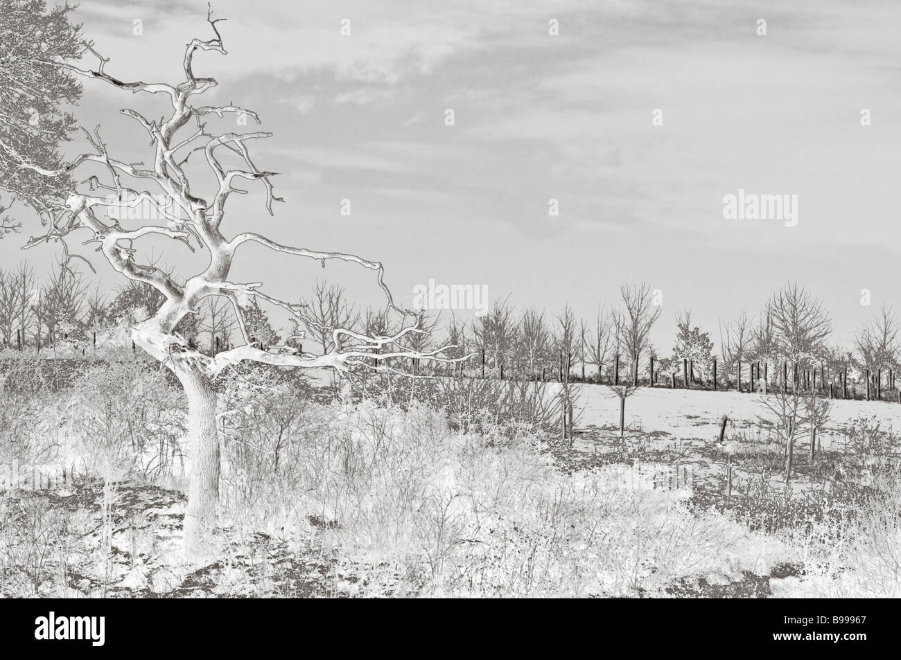 An abstract landscape of a dead tree in the snow, near Mapledurham ...