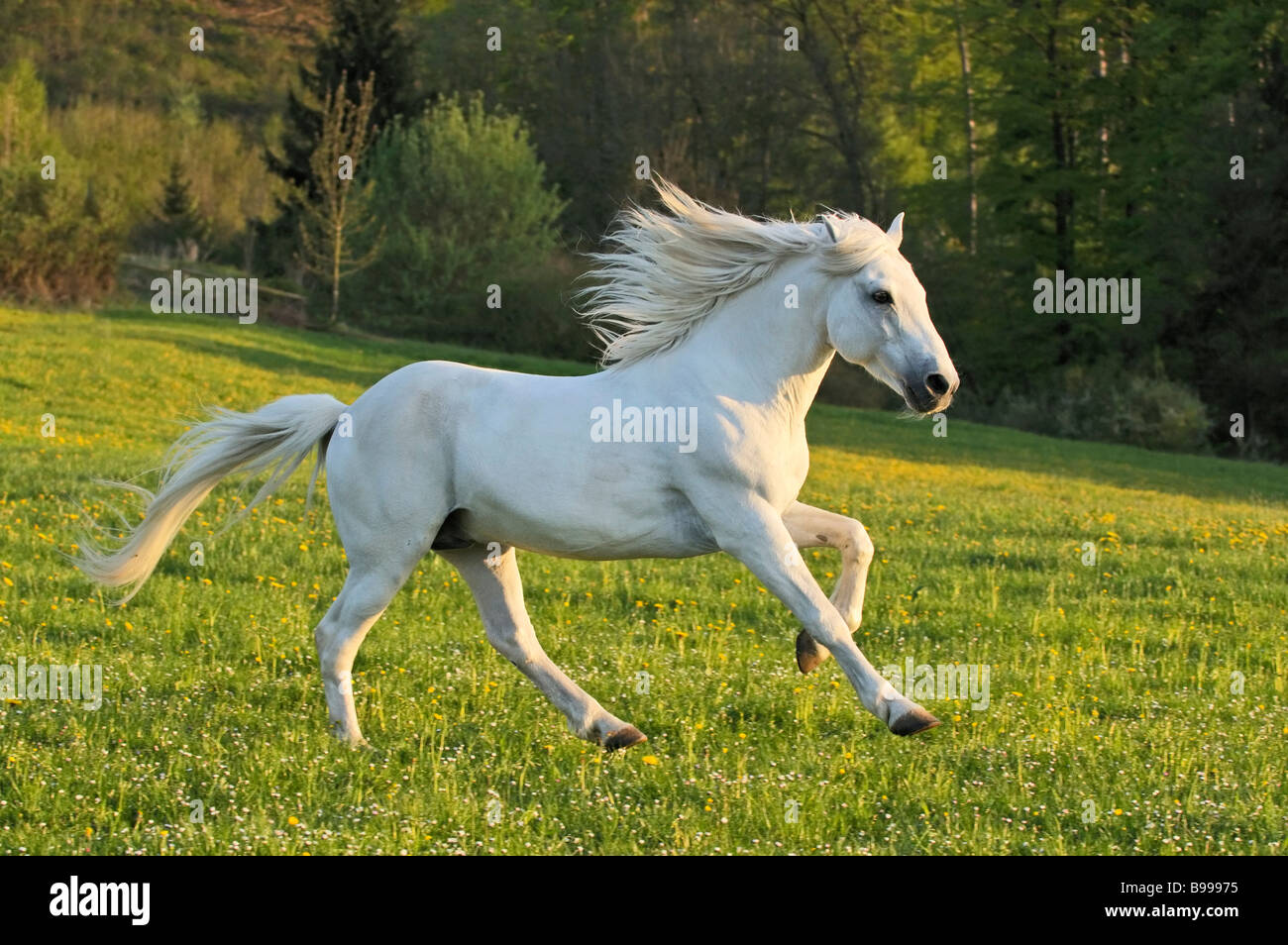 Connemara pony stallion white hi-res stock photography and images - Alamy