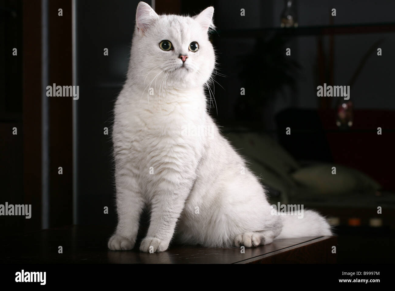British Shorthair silver Cat Stock Photo - Alamy