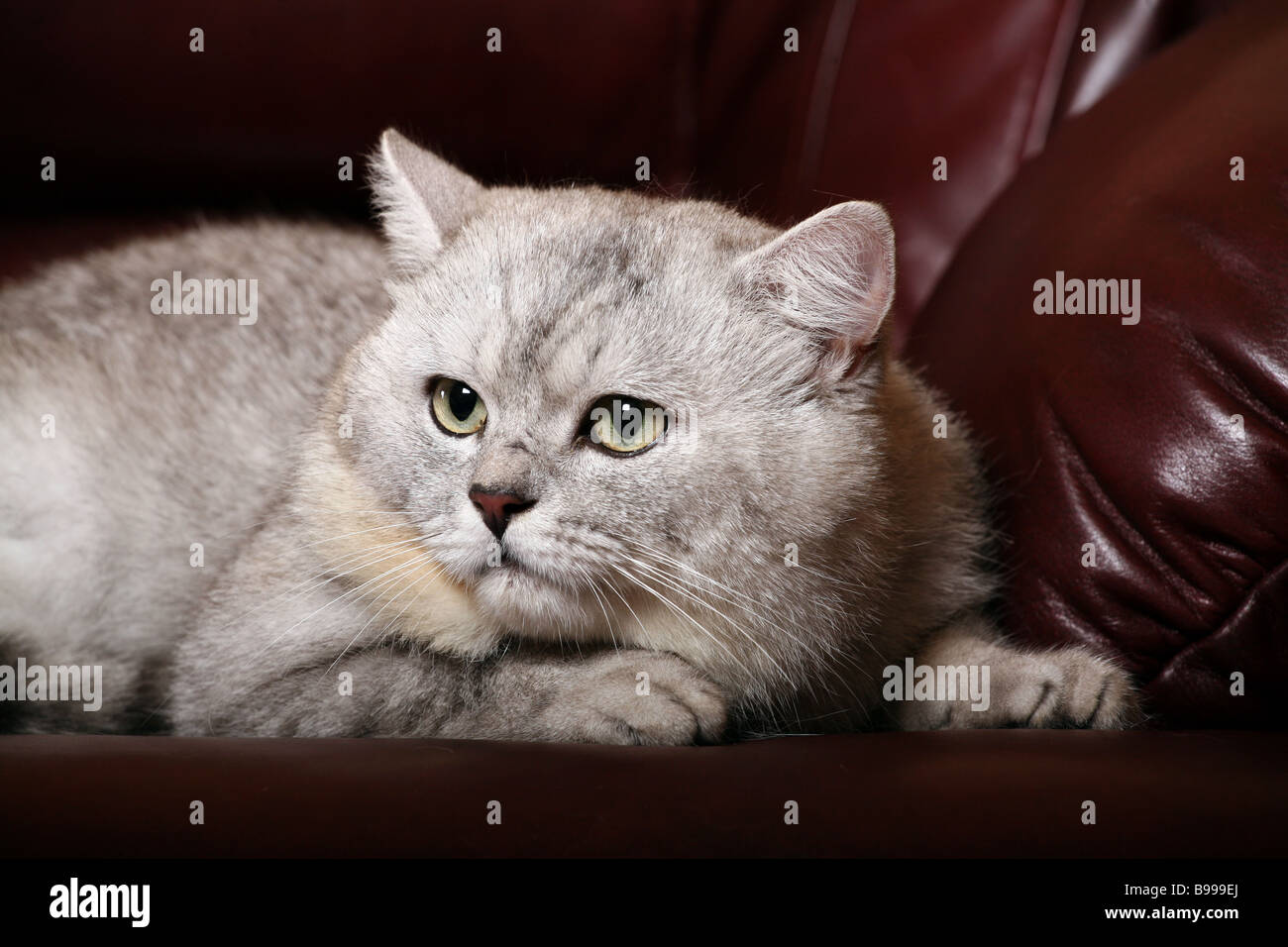 British Shorthair silver Cat Stock Photo - Alamy