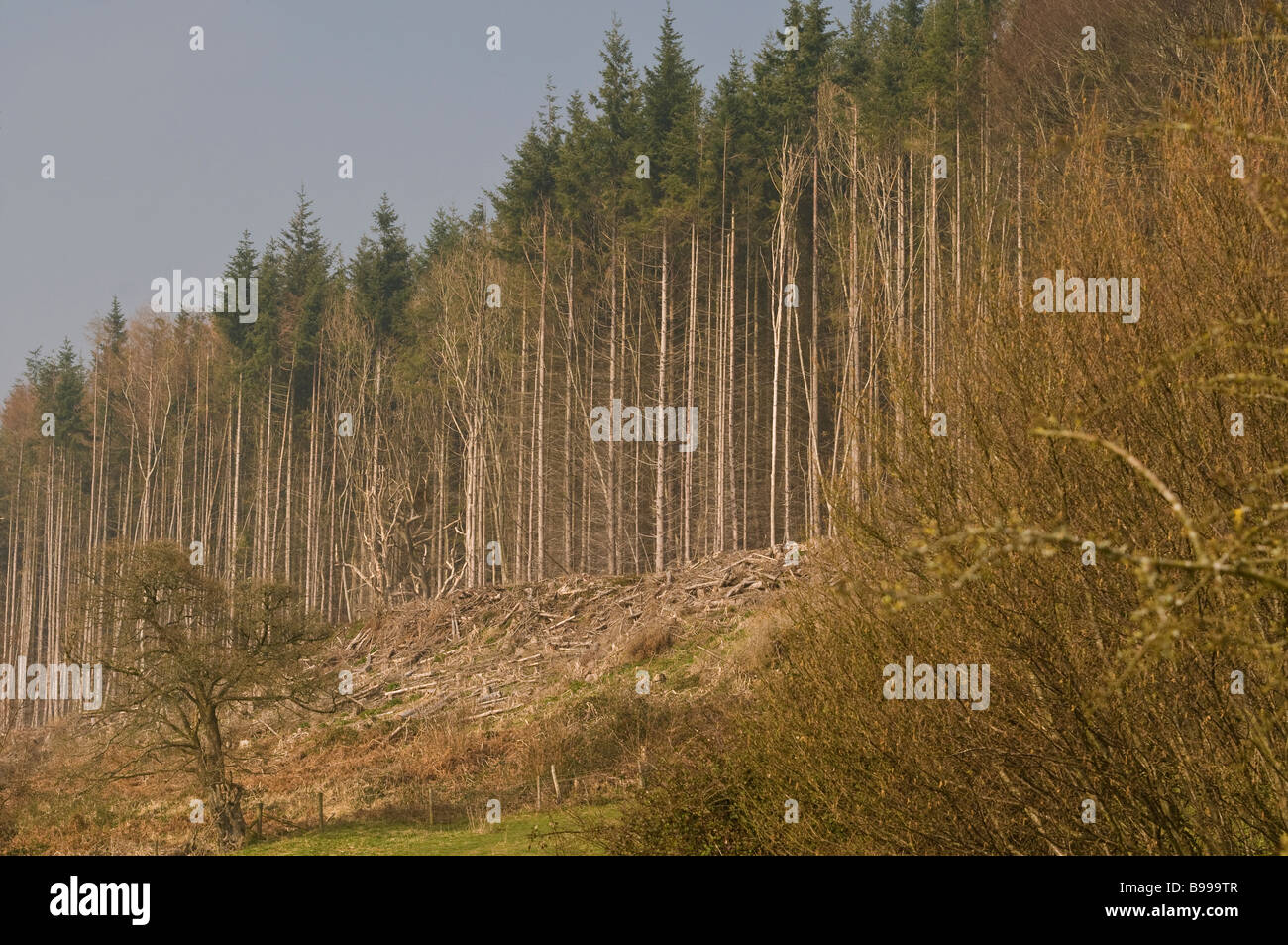 Large Pine Forestry Plantation being harvested in the Brecon Beacons ...