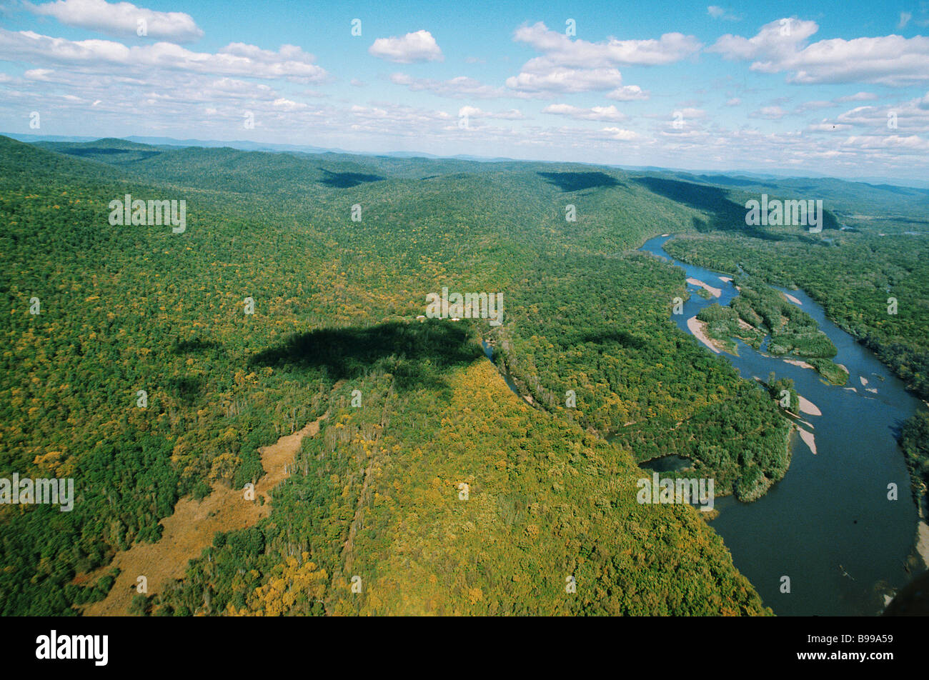 Primorsky region Ussuriysk taiga Stock Photo - Alamy