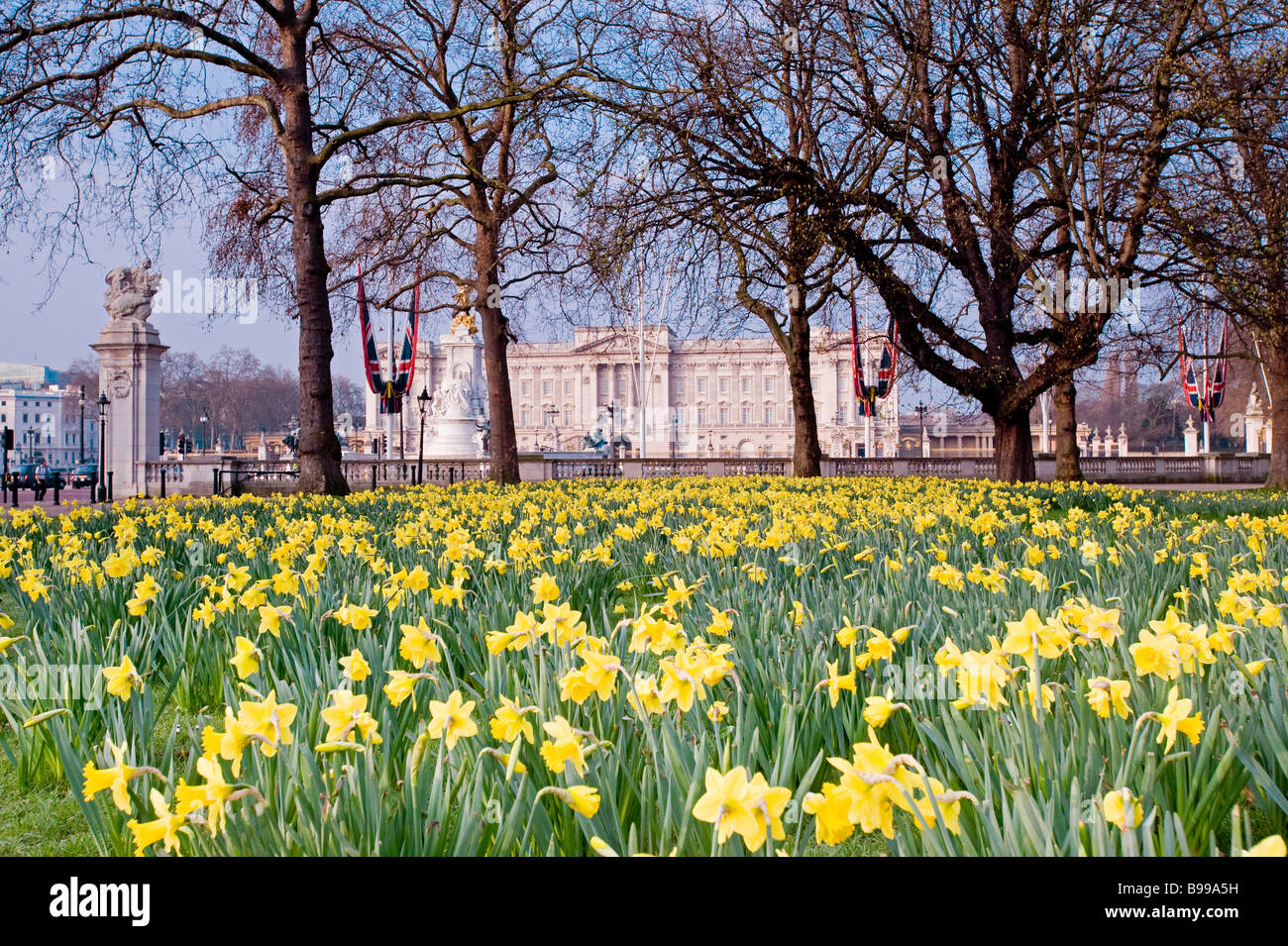 Tree of trees buckingham palace hi-res stock photography and images - Alamy