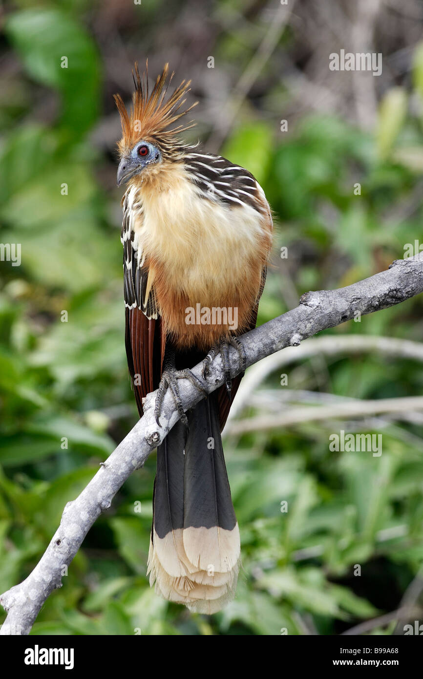 Hoatzin opisthocomus hoazin male perched hi-res stock photography and ...