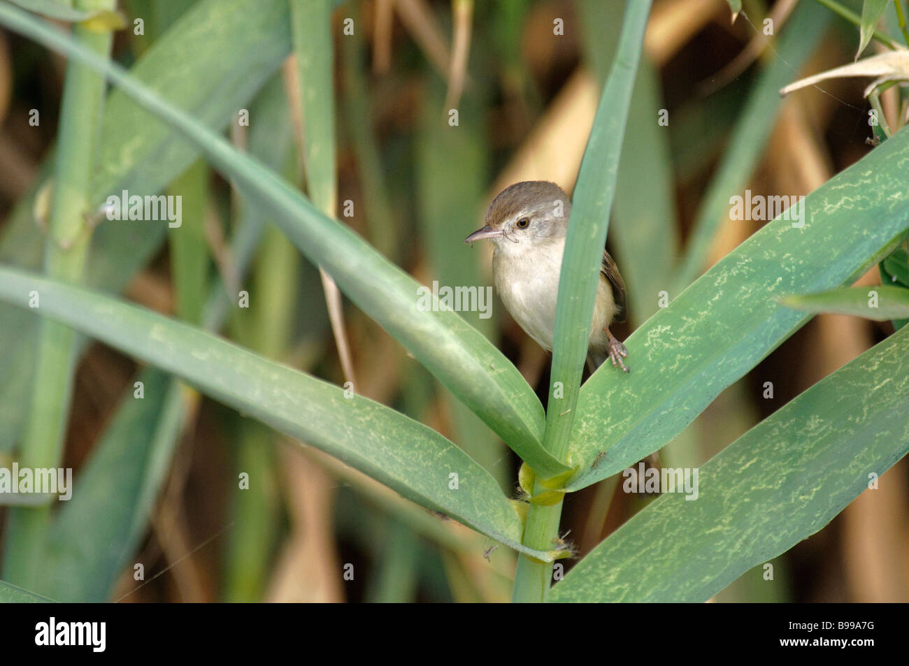 India prinia inornata hi-res stock photography and images - Alamy