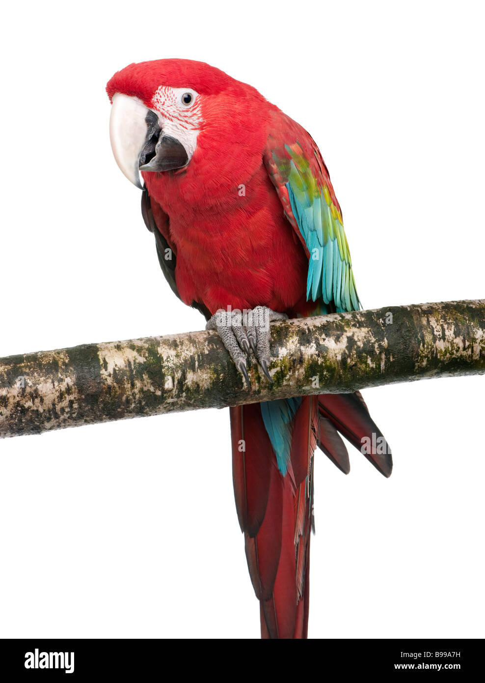 Green wing macaw hi-res stock photography and images - Alamy