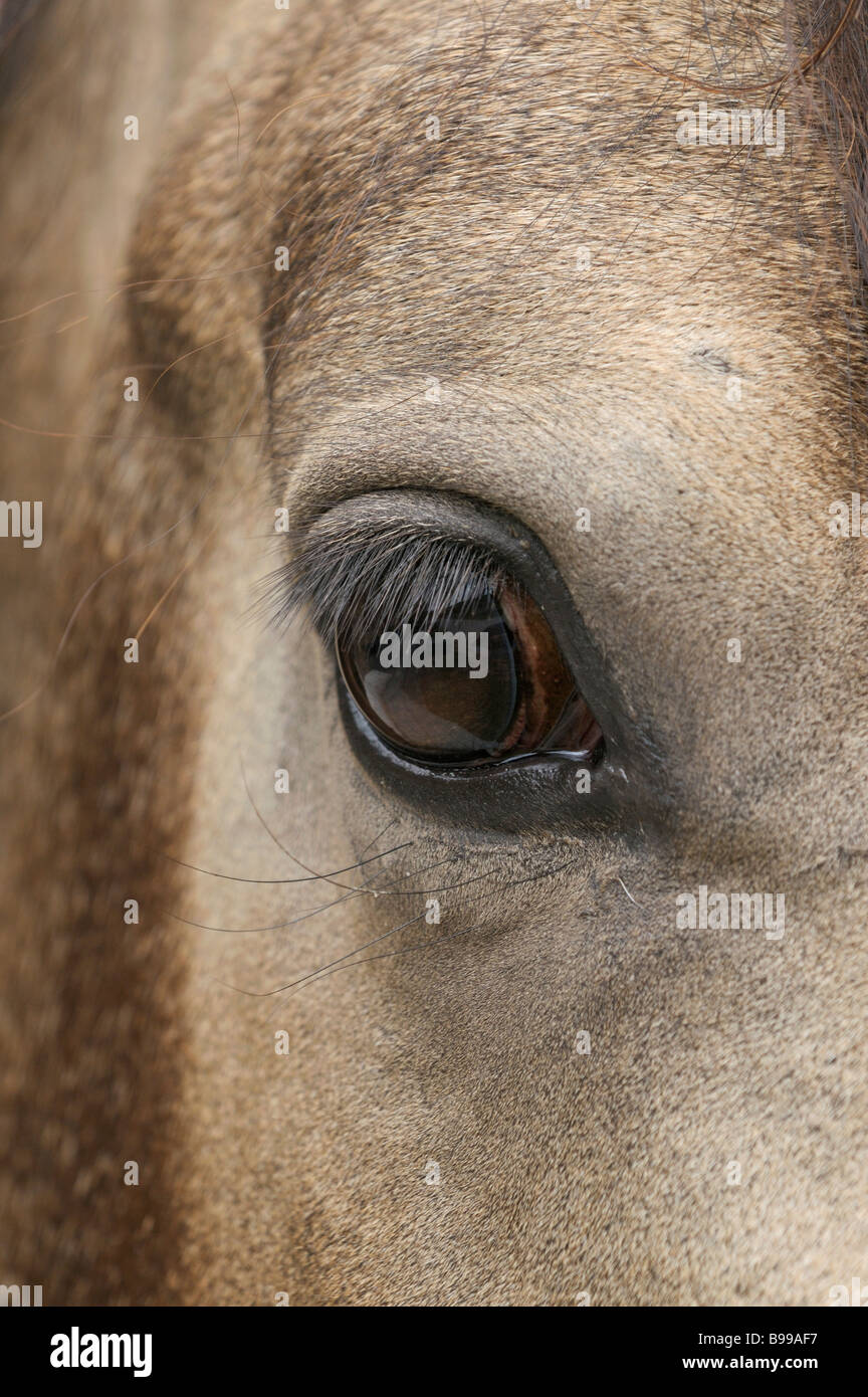 Eye pony hi-res stock photography and images - Alamy