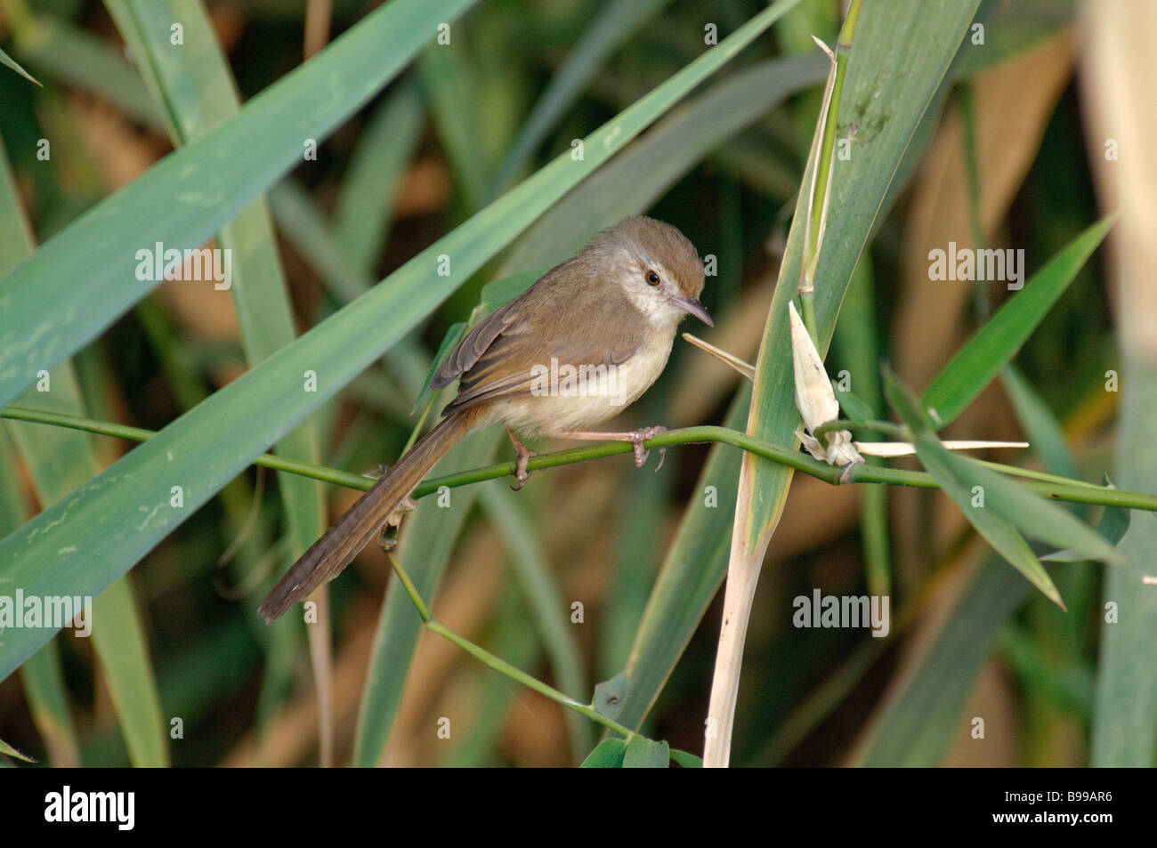 Prinia inornata hi-res stock photography and images - Alamy