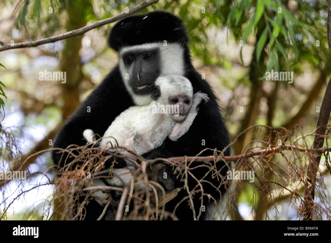 King Colobus, Western Pied Colobus (Colobus polykomos), young in the ...