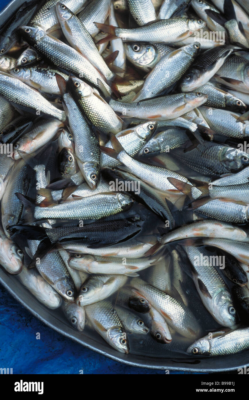 Fresh fish soaking in water Stock Photo - Alamy