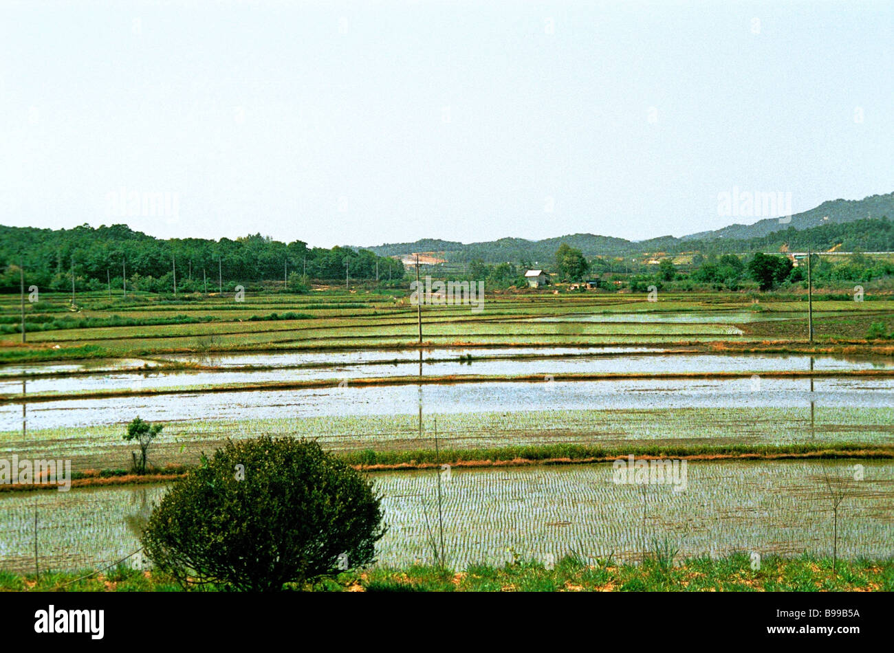 Rice fields north of Seoul in Korea Stock Photo - Alamy