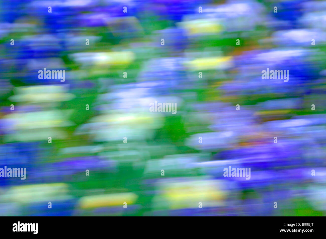 Blazing flowers at arboretum in a panned motion blur shot Stock Photo ...