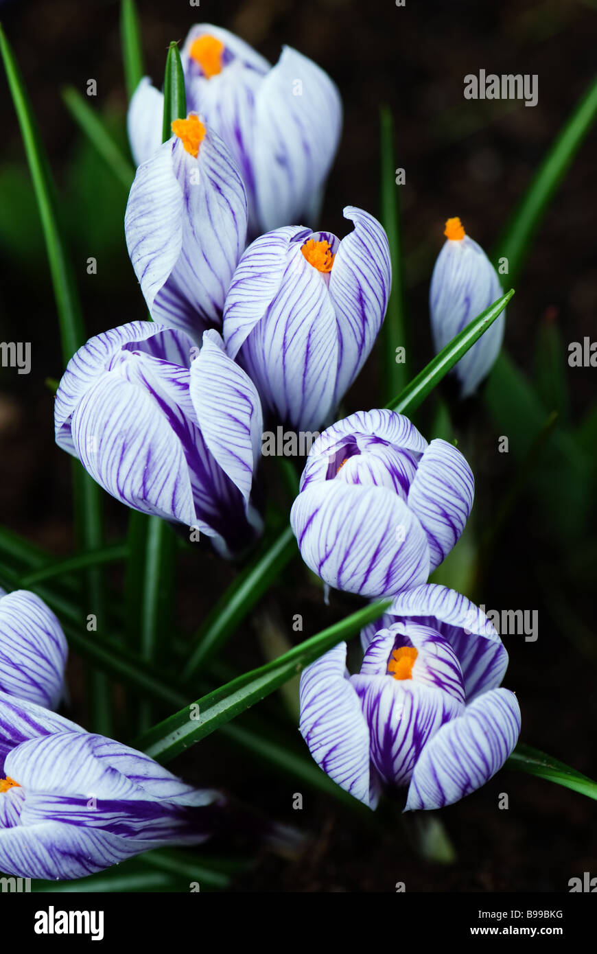 Striped crocus hi-res stock photography and images - Alamy