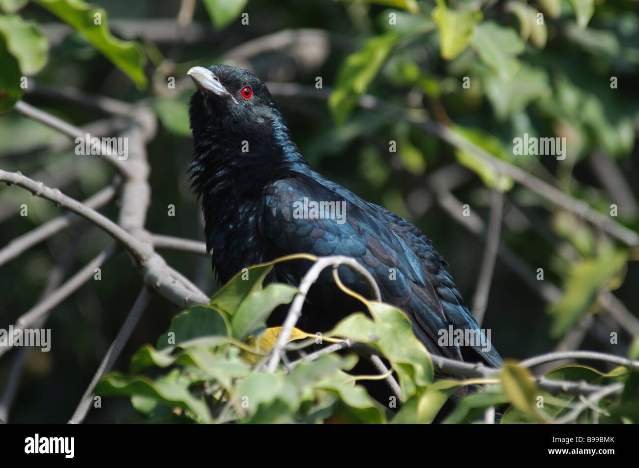 A male Asian Koel Eudynamys scolopacea sitting in a bush inrajasthan ...