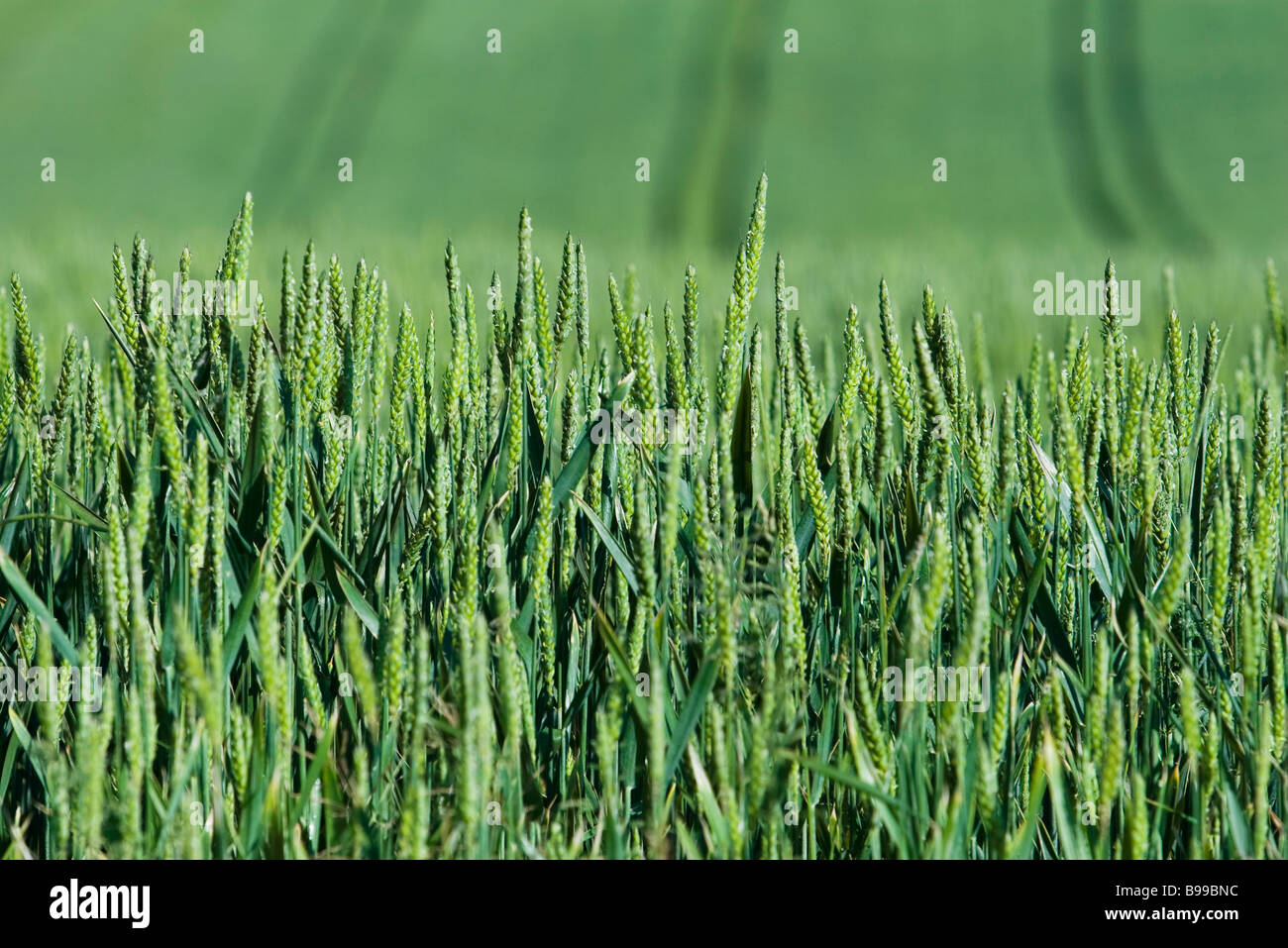 Green wheat growing in field, close-up Stock Photo - Alamy
