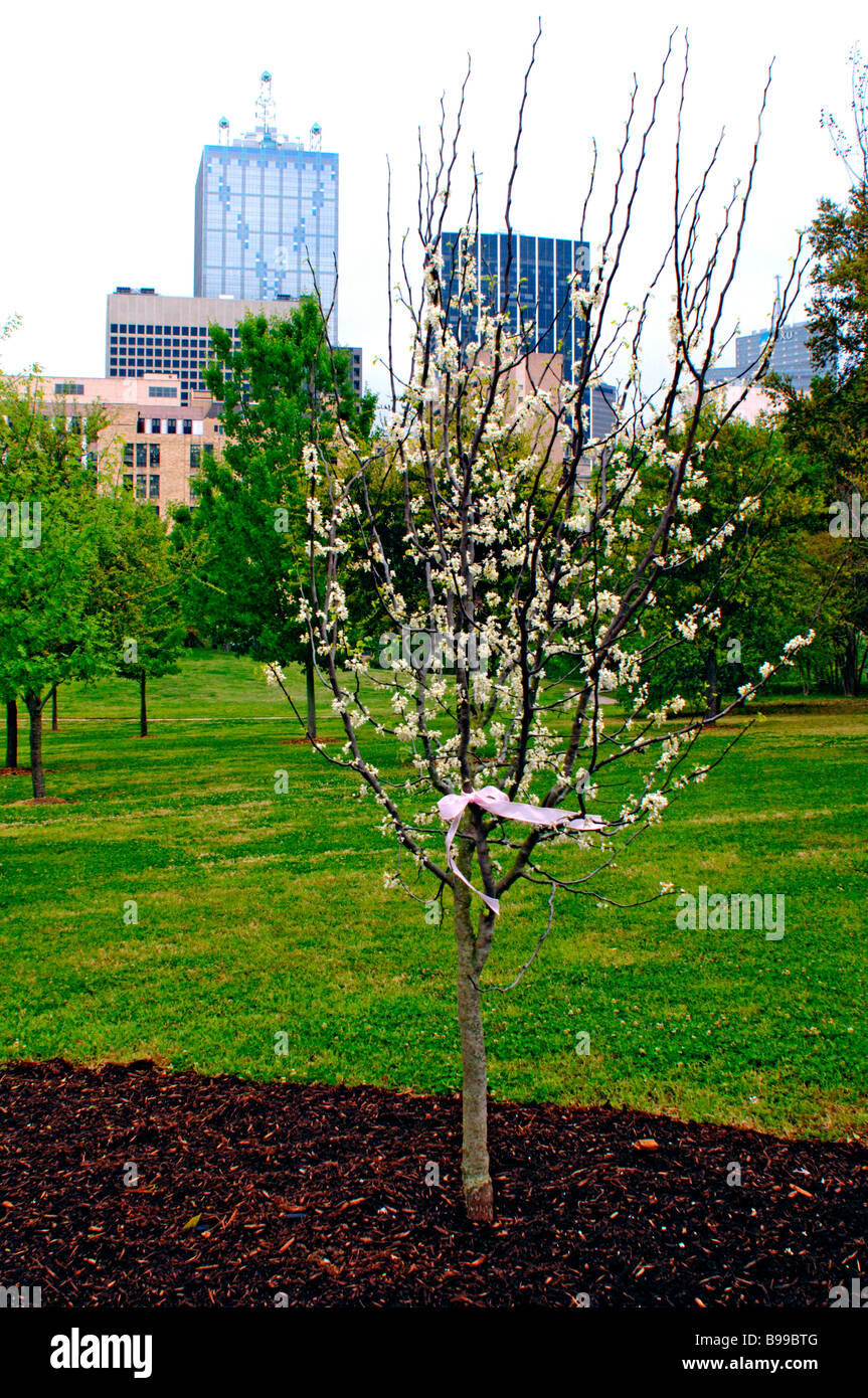 Arbor Day ribbons and soil for ground breaking and tree planting Stock ...