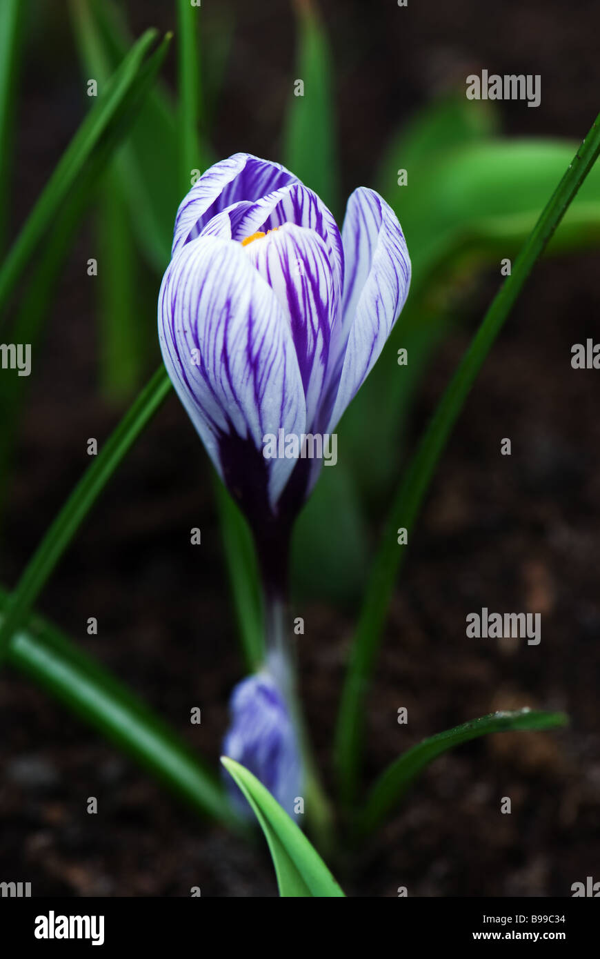 Purple and white striped crocus bloom in the spring at the Keukenhof ...