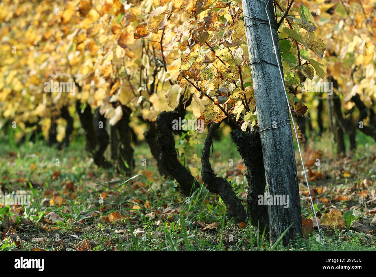 Grapevine supported by wooden stake, close-up Stock Photo - Alamy