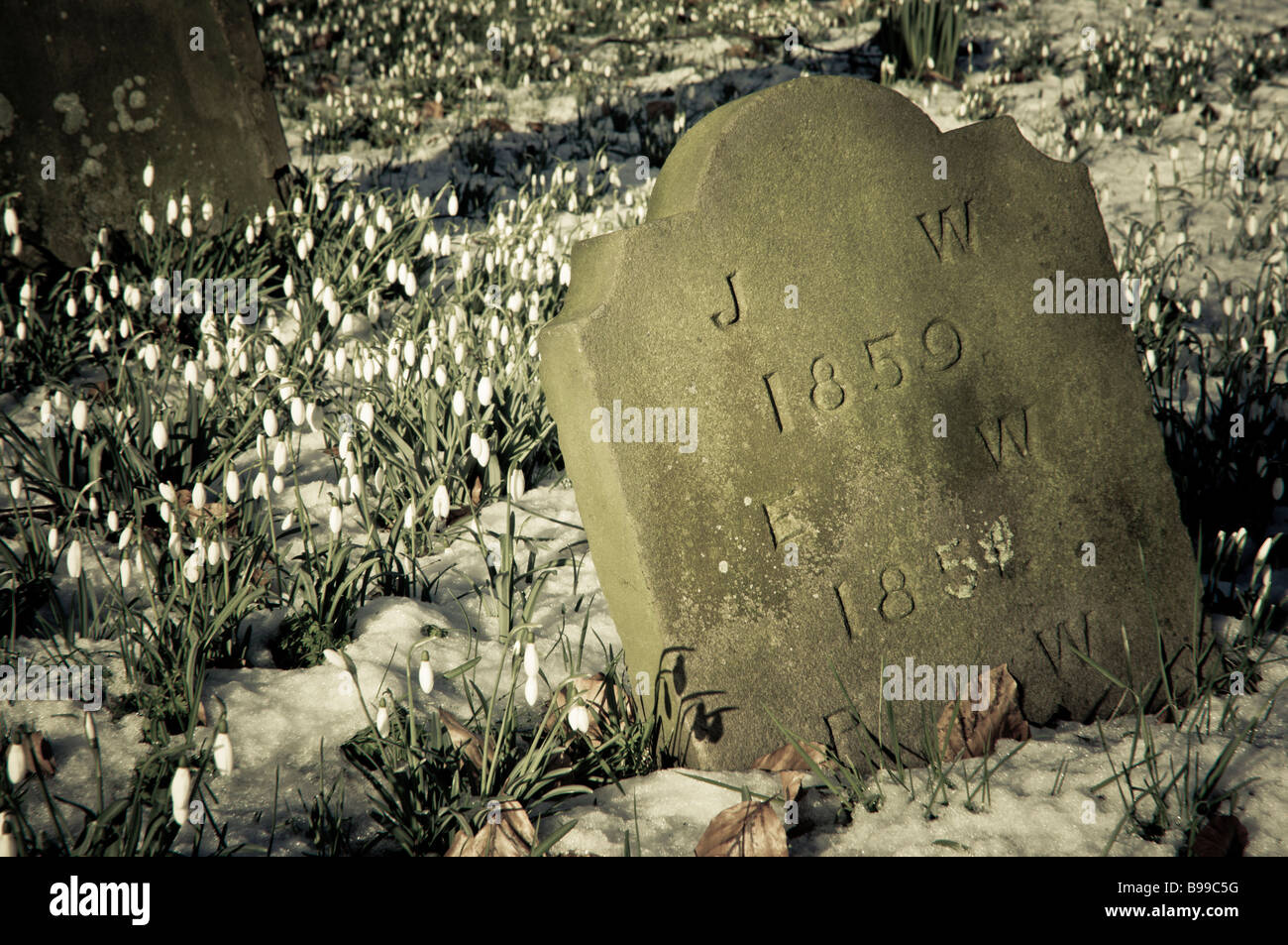 An ancient gravestone in the snow and surrounded by Snowdrops Stock ...
