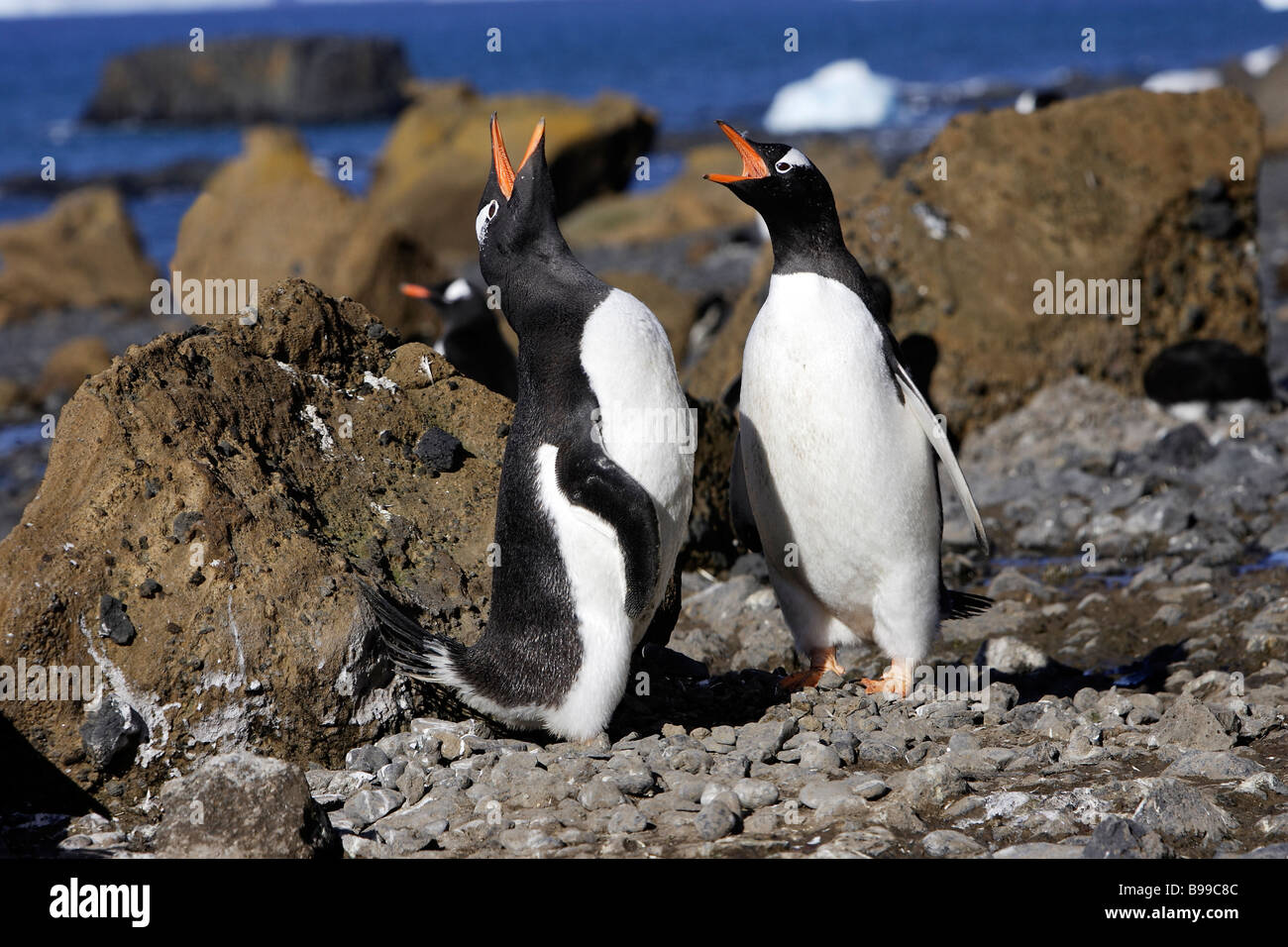 Papua male displaying bird hi-res stock photography and images - Alamy