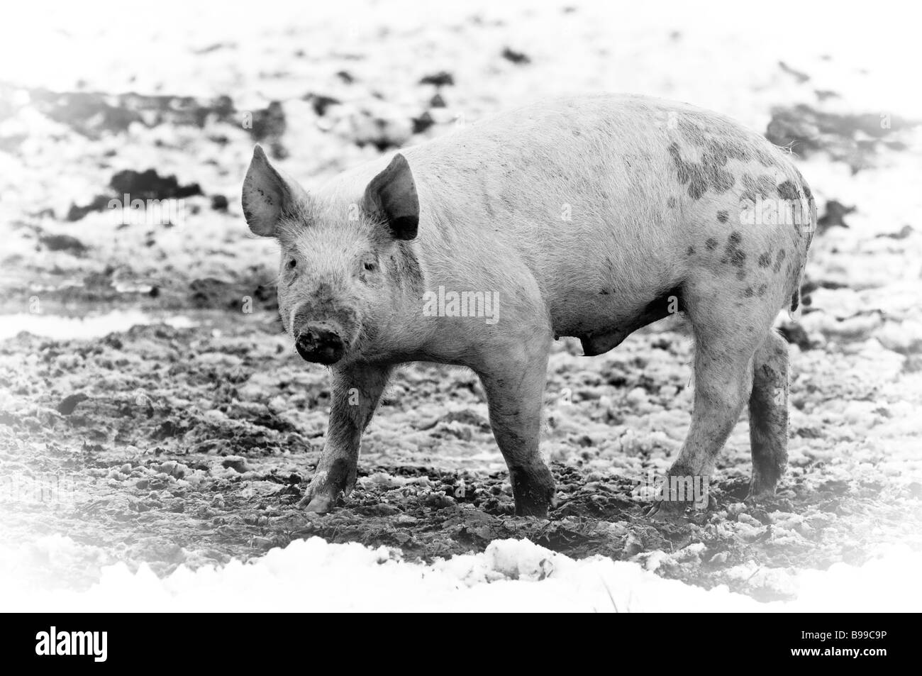 A piglet in the snow and frozen mud Stock Photo - Alamy