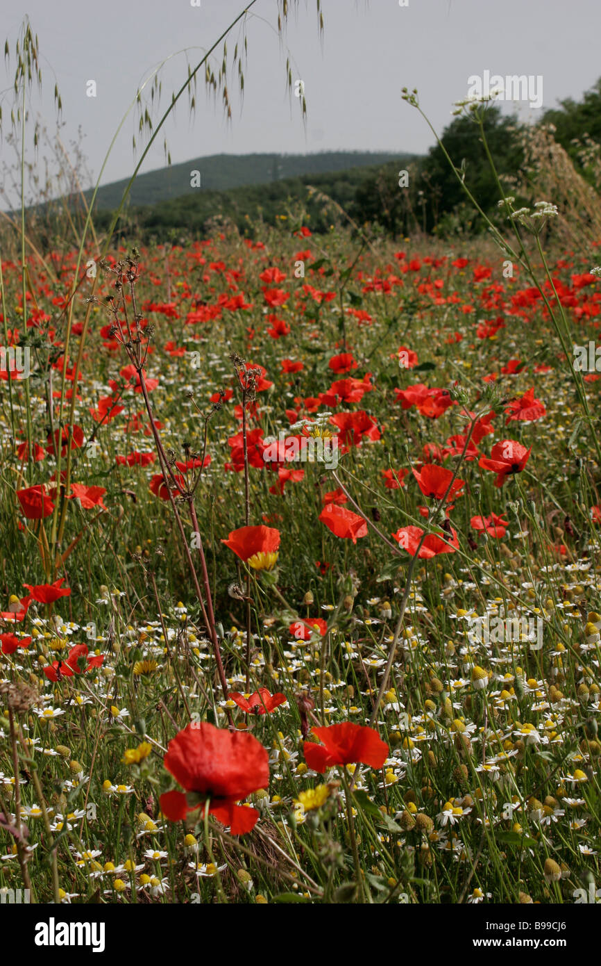 Poppy Fields nr MontePulciano Stock Photo - Alamy