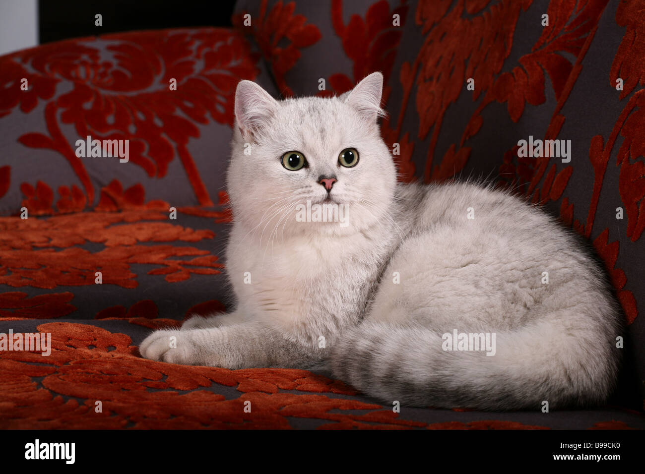 British Shorthair silver Cat Stock Photo - Alamy