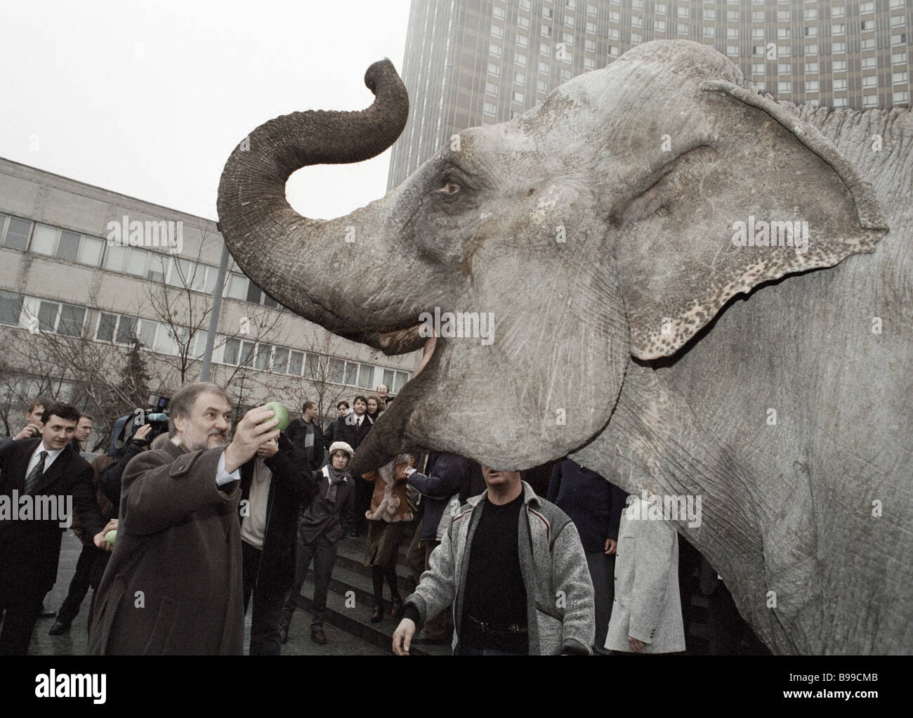 An elephant named Chani which was filmed with Vladimir Mashkov in the ...