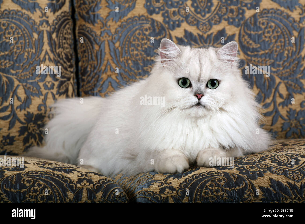 British silver cat Stock Photo - Alamy