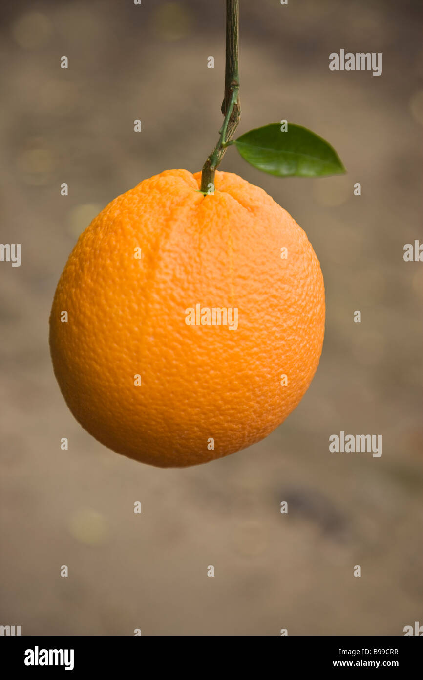 Navel orange tree hi-res stock photography and images - Alamy