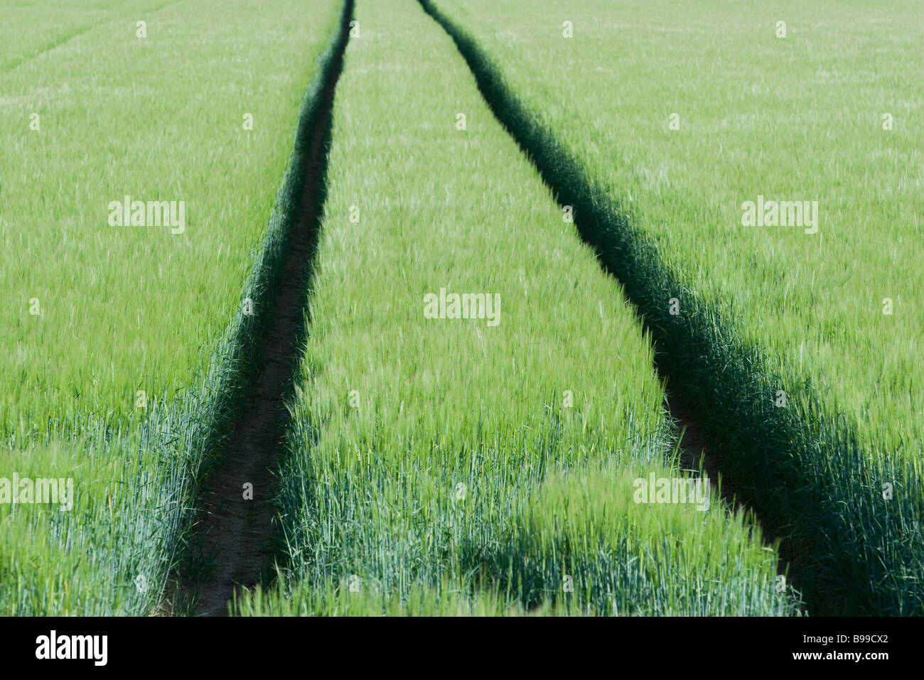 Tracks through wheat field Stock Photo - Alamy