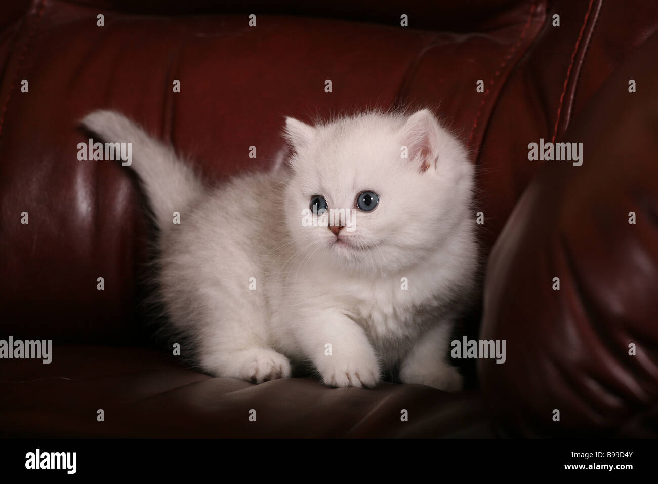 Silver kittens hi-res stock photography and images - Alamy