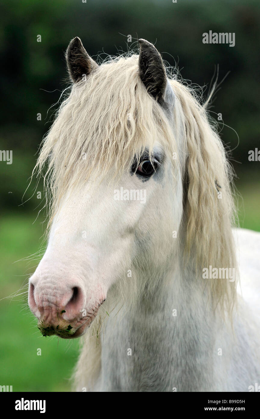 Portrait picture of a beautiful grey welsh pony called Casper Stock ...