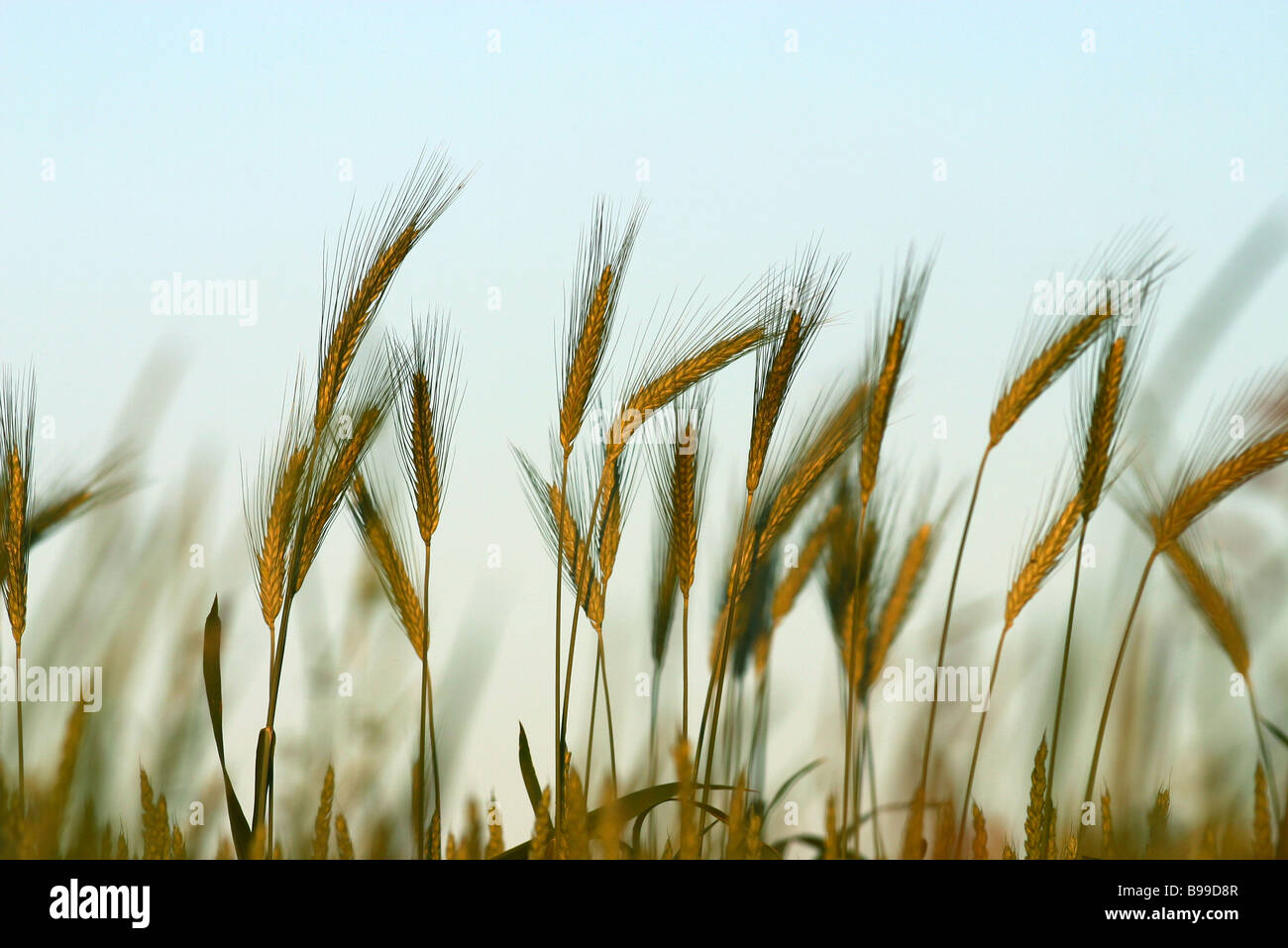Wheat growing, close-up Stock Photo - Alamy