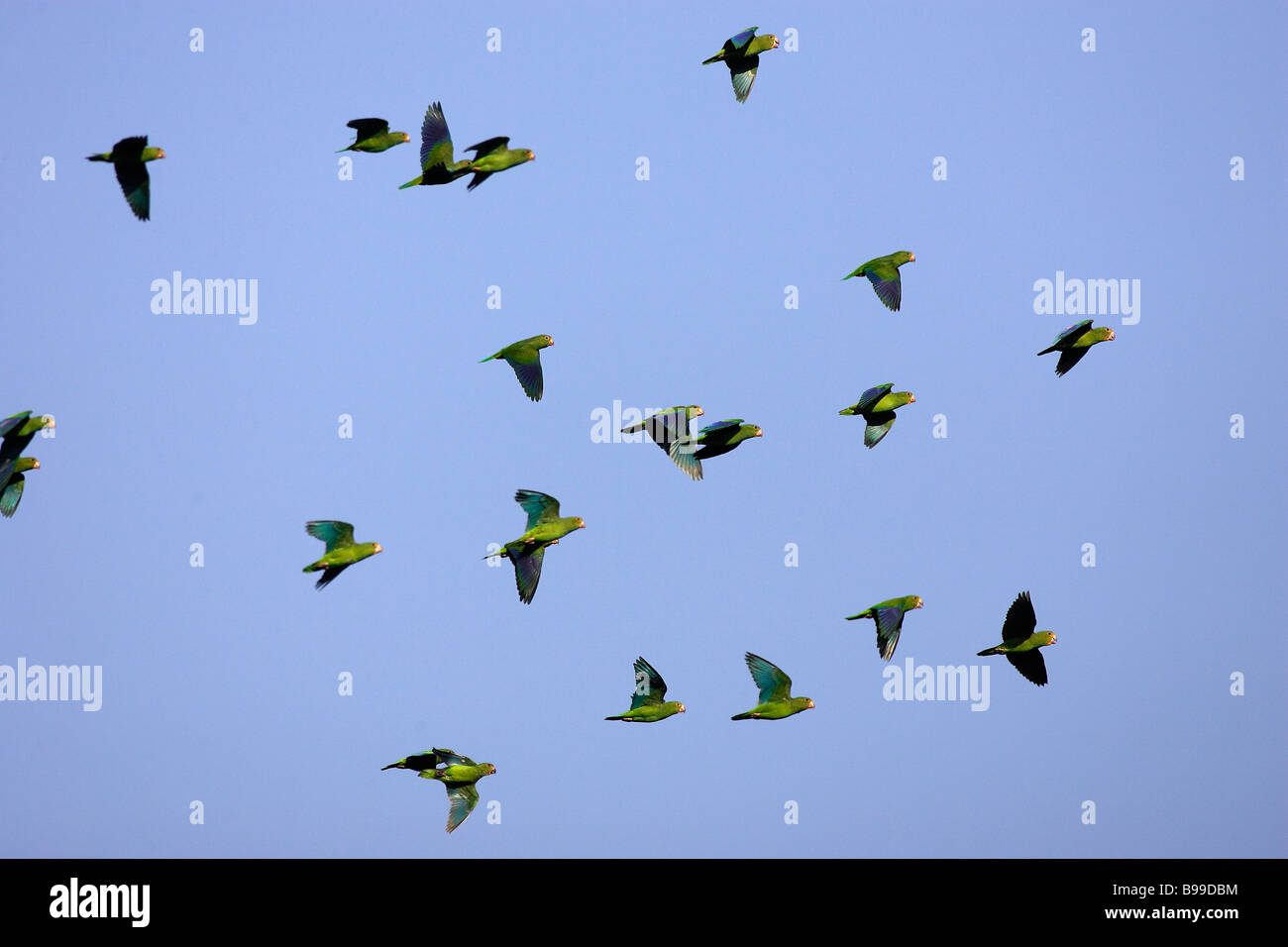 Cobalt winged parakeet brotogeris cyanoptera hi-res stock photography ...