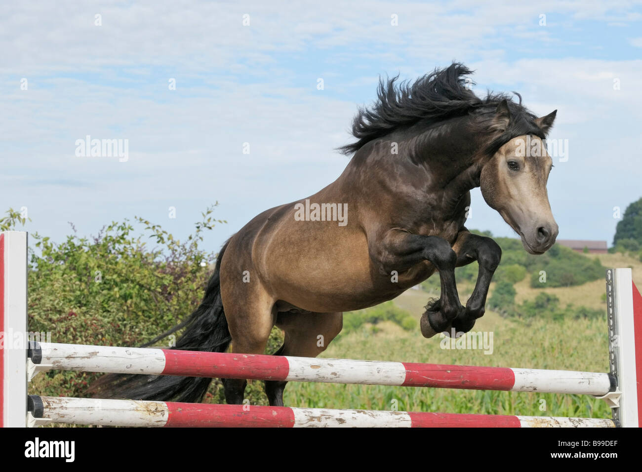 Jumping pony hi-res stock photography and images - Alamy