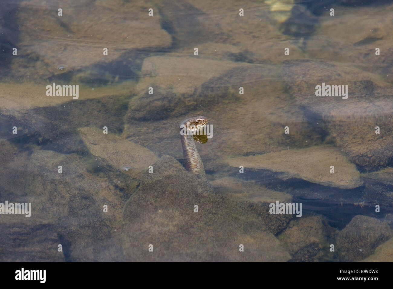 Snake lake hi-res stock photography and images - Alamy