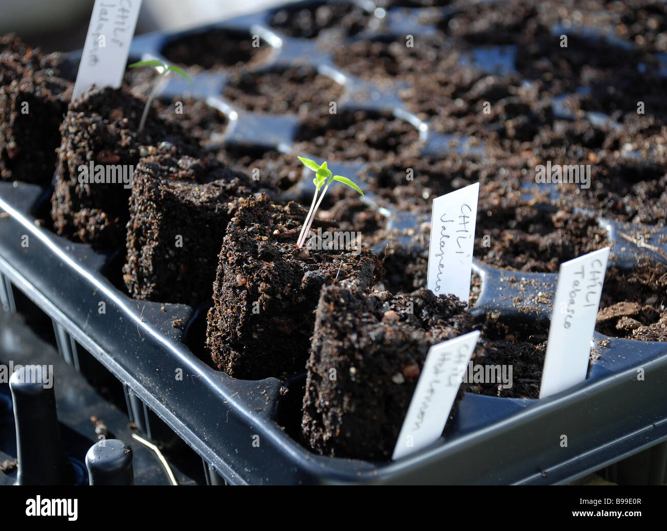 growing chili plants in pots Stock Photo - Alamy